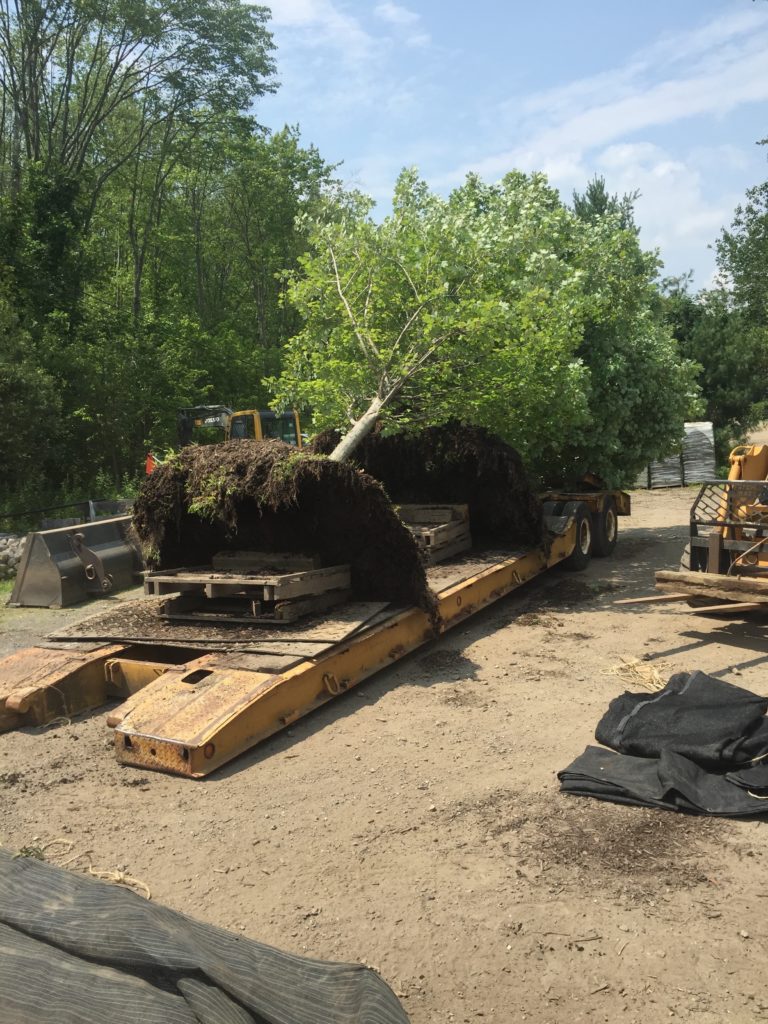Preparing Large Tree for transport | Gossett Brothers Nursery Ltd.