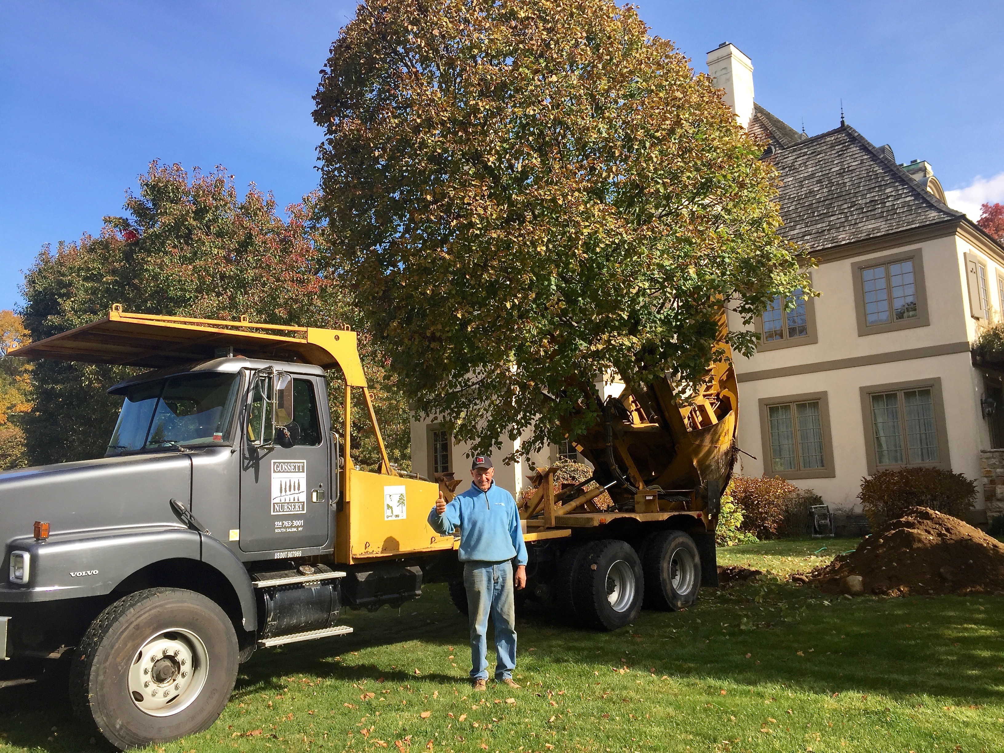 TOm moving large pear tree | Gossett Brothers Nursery Ltd.