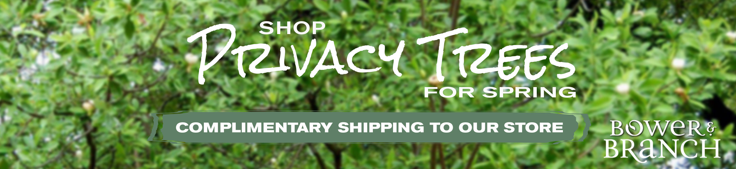 Privacy-Trees-Banner | Gossett Brothers Nursery Ltd.